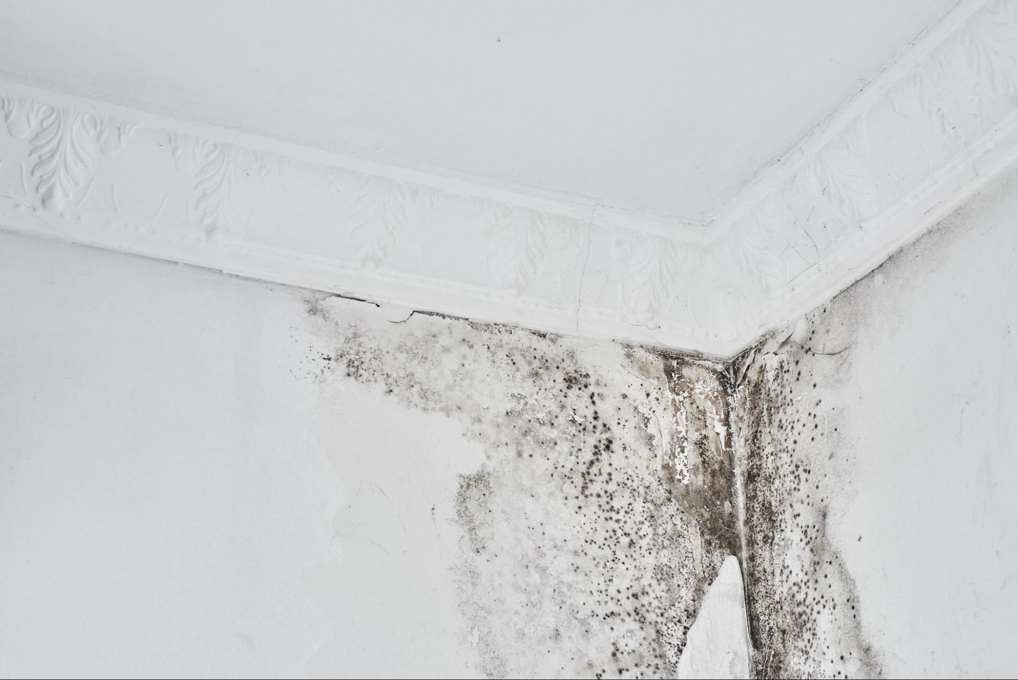 Mould on Walls: Prevention & Treatment in Singapore